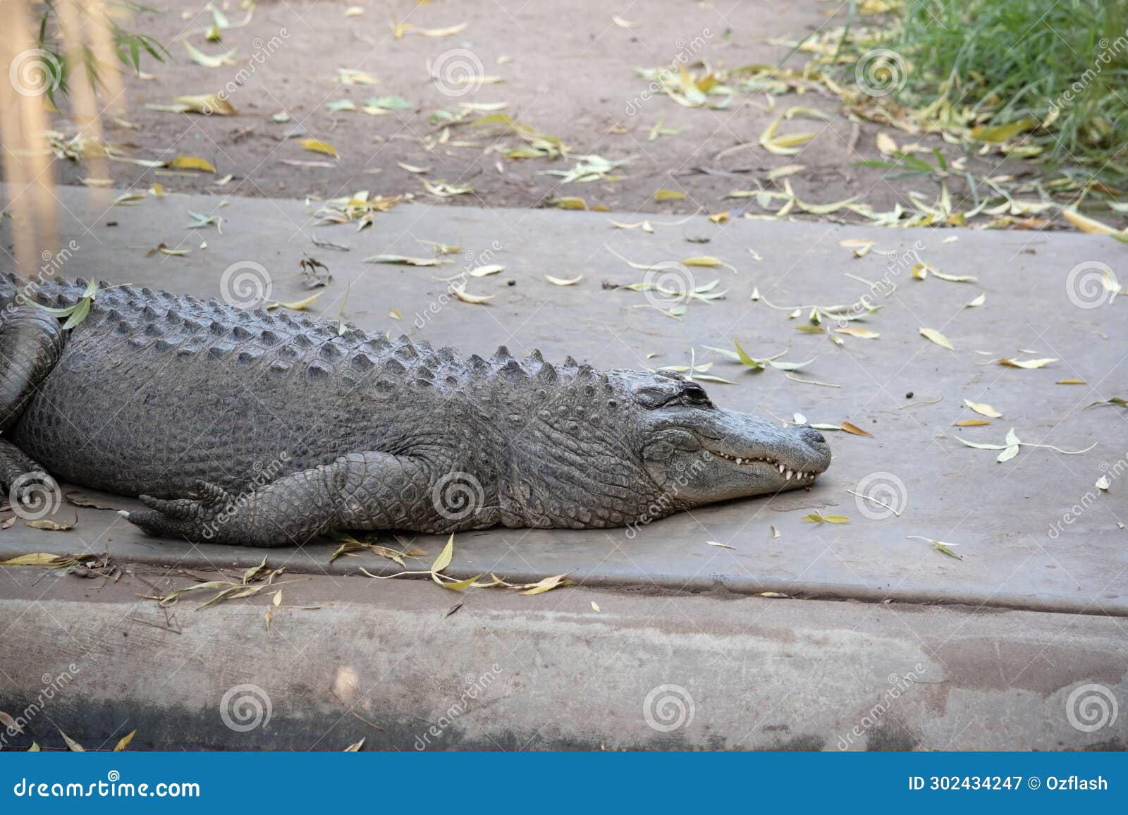 This is a Side View of an Alligator Stock Image - Image of carnivore ...