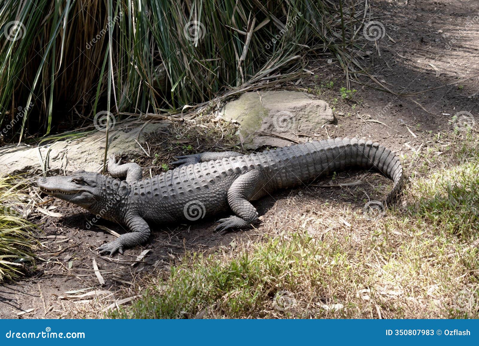 This is a Side View of an Alligator Stock Image - Image of dermal, jaws ...