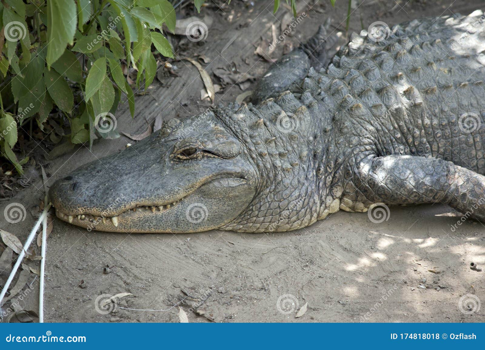 This is a Side View of an Alligator Stock Photo - Image of toothed ...