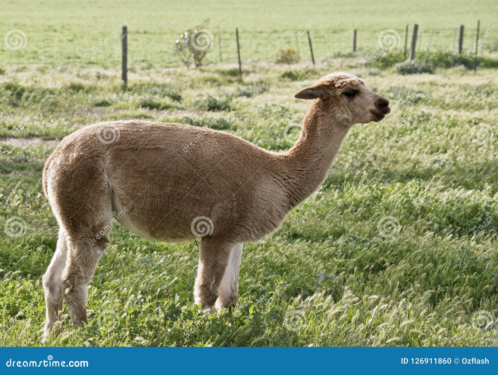 Alpaca side view stock photo. Image of australia, wool - 126911860