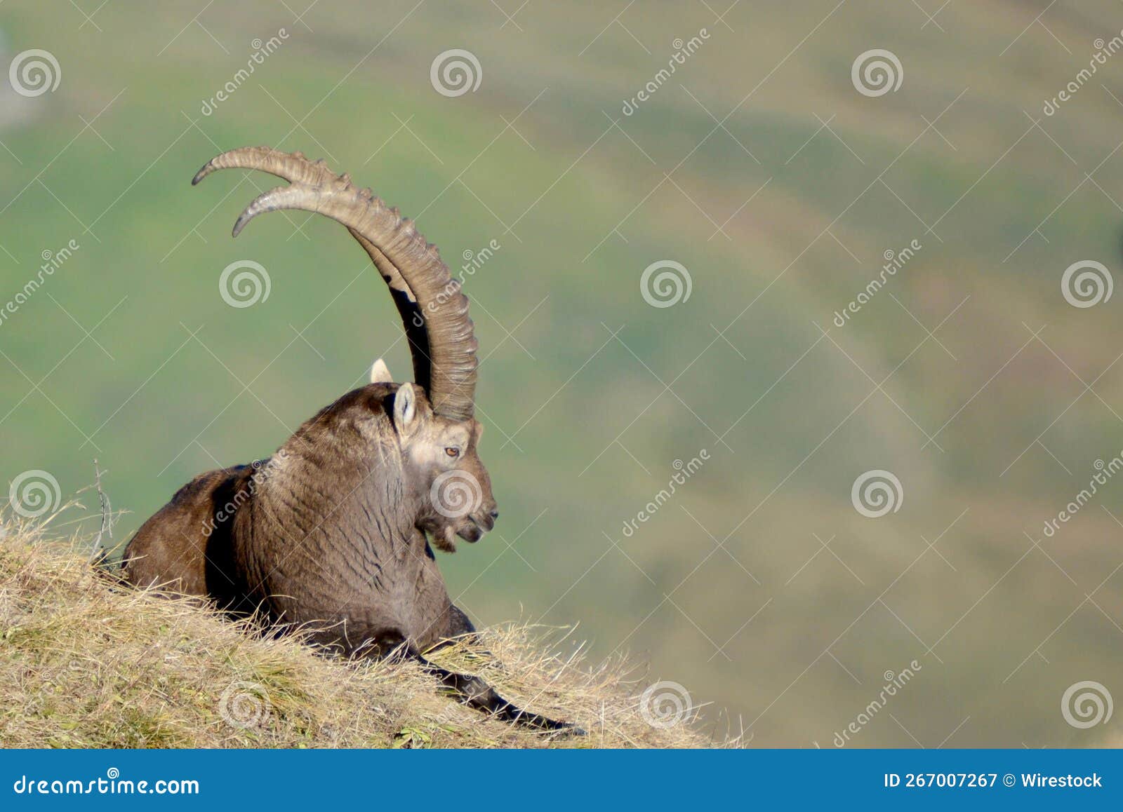 Side View of Alpine Ibex Resting on the Hill Stock Image - Image of ...