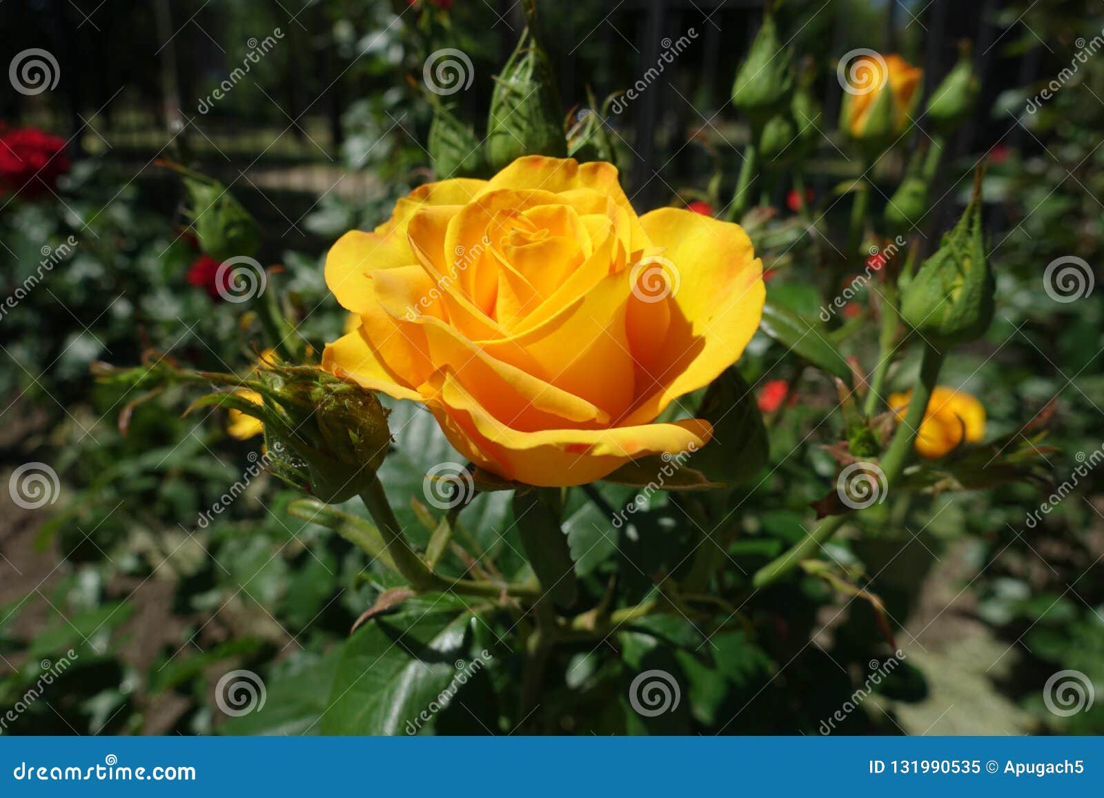 Side View of Amber Yellow Rose Stock Image - Image of branch, nature ...