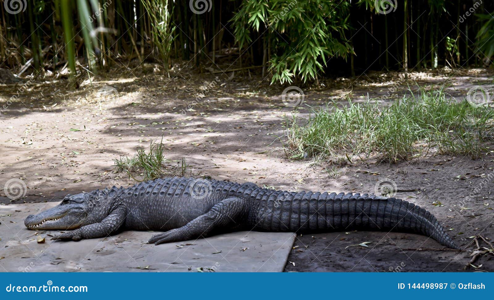An American alligator stock image. Image of malicious - 144498987