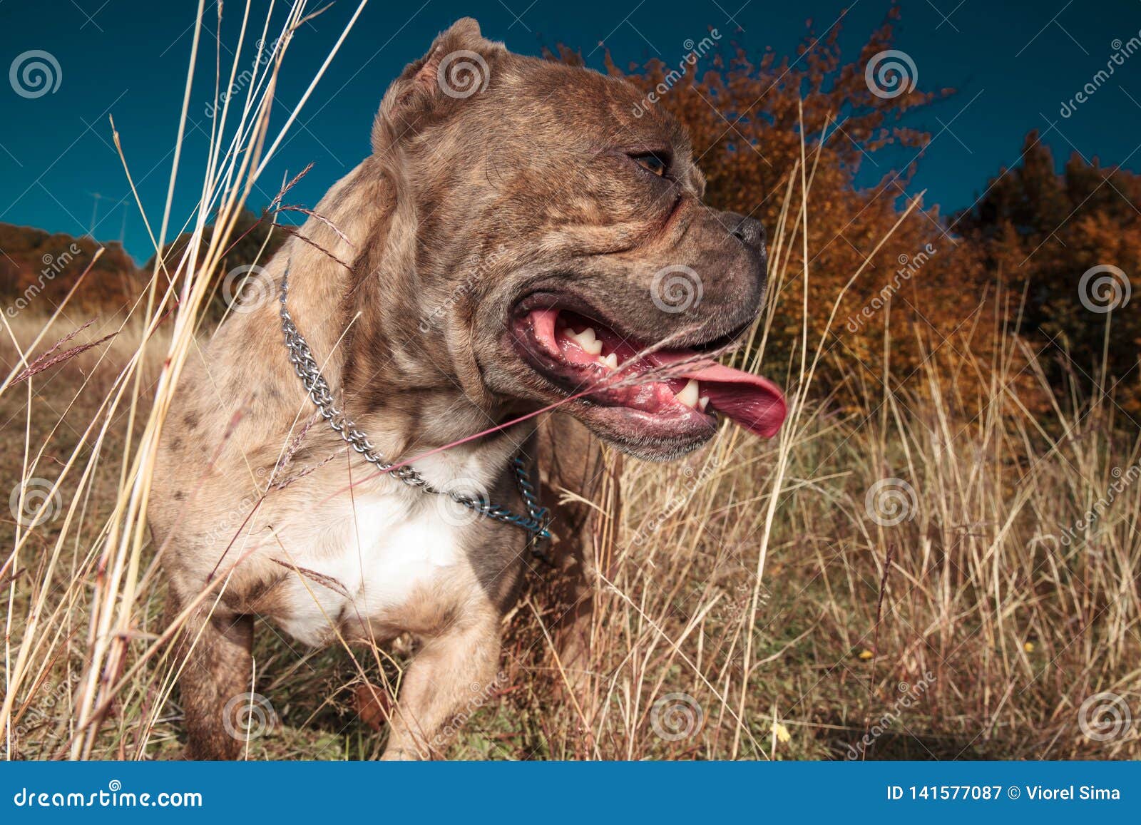 Side View of American Bully Panting in a Field Stock Image - Image of ...