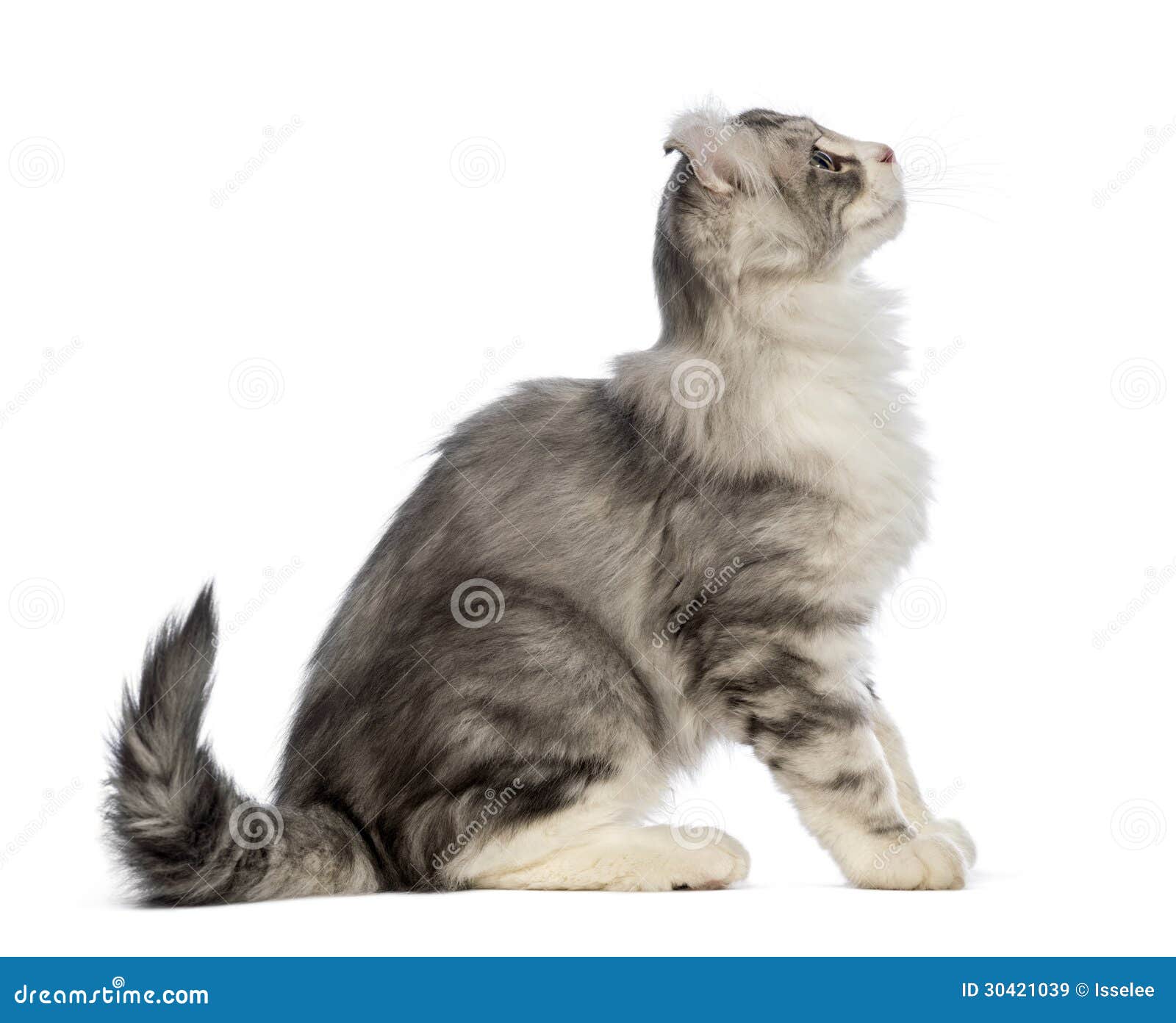 Side View of an American Curl Kitten, Sitting Stock Image - Image of ...