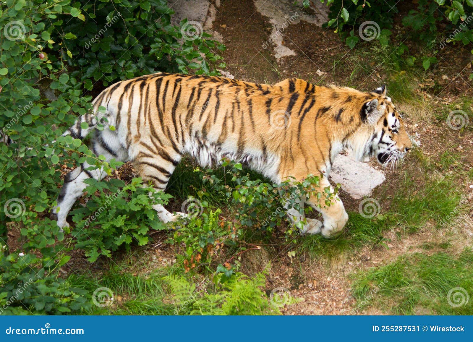 Side View of Amur Tiger Roaming in the Rainforest Stock Image - Image ...