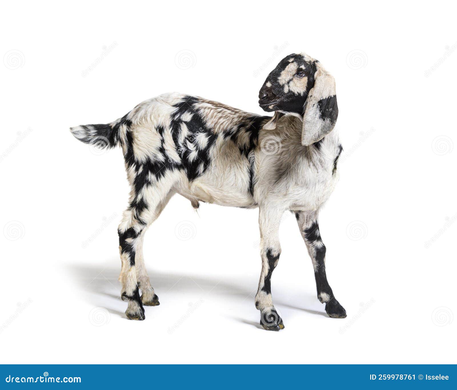 Side View of a Anglo-Nubian Goat or Nubian, Isolated on White Stock ...