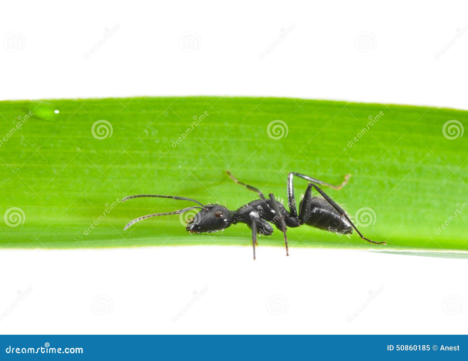 Side view of ant on grass stock image. Image of facet - 50860185