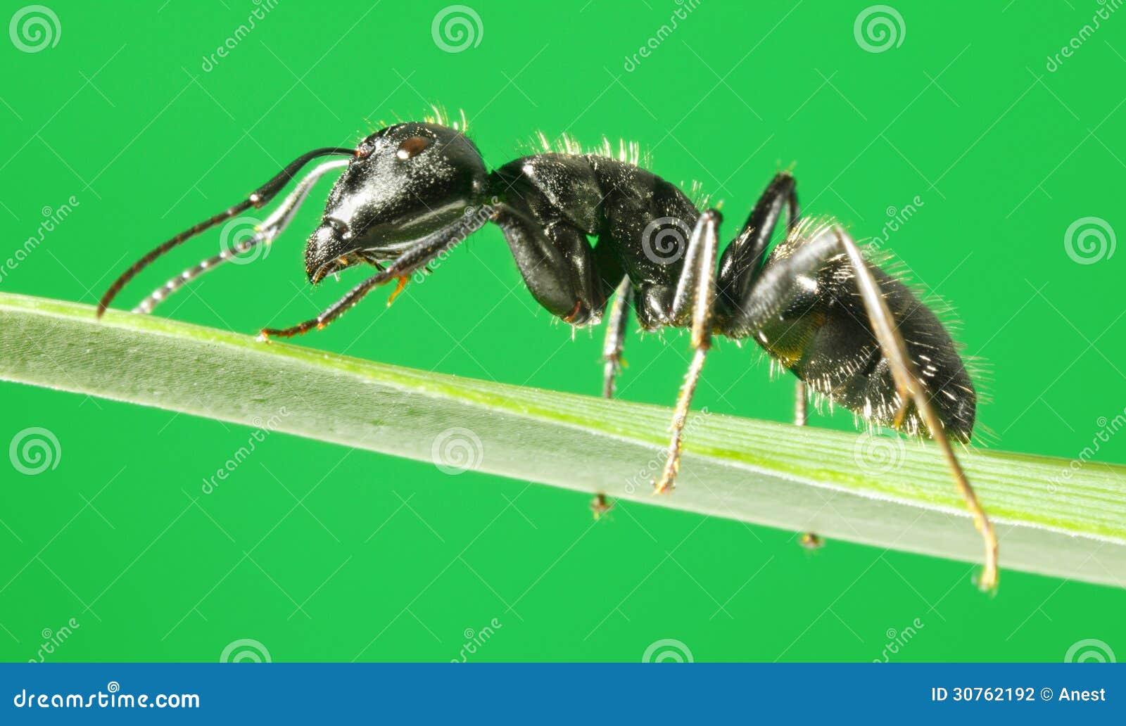Side-view of ant on grass stock photo. Image of small - 30762192