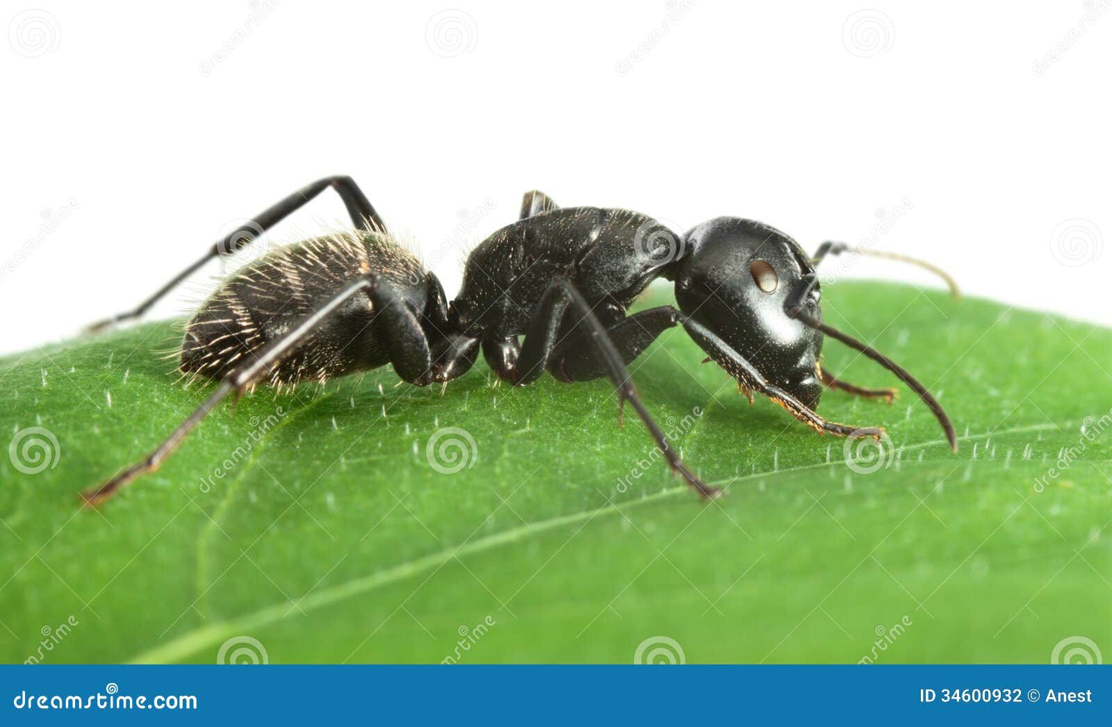 Side view of ant on leaf stock photo. Image of macro - 34600932