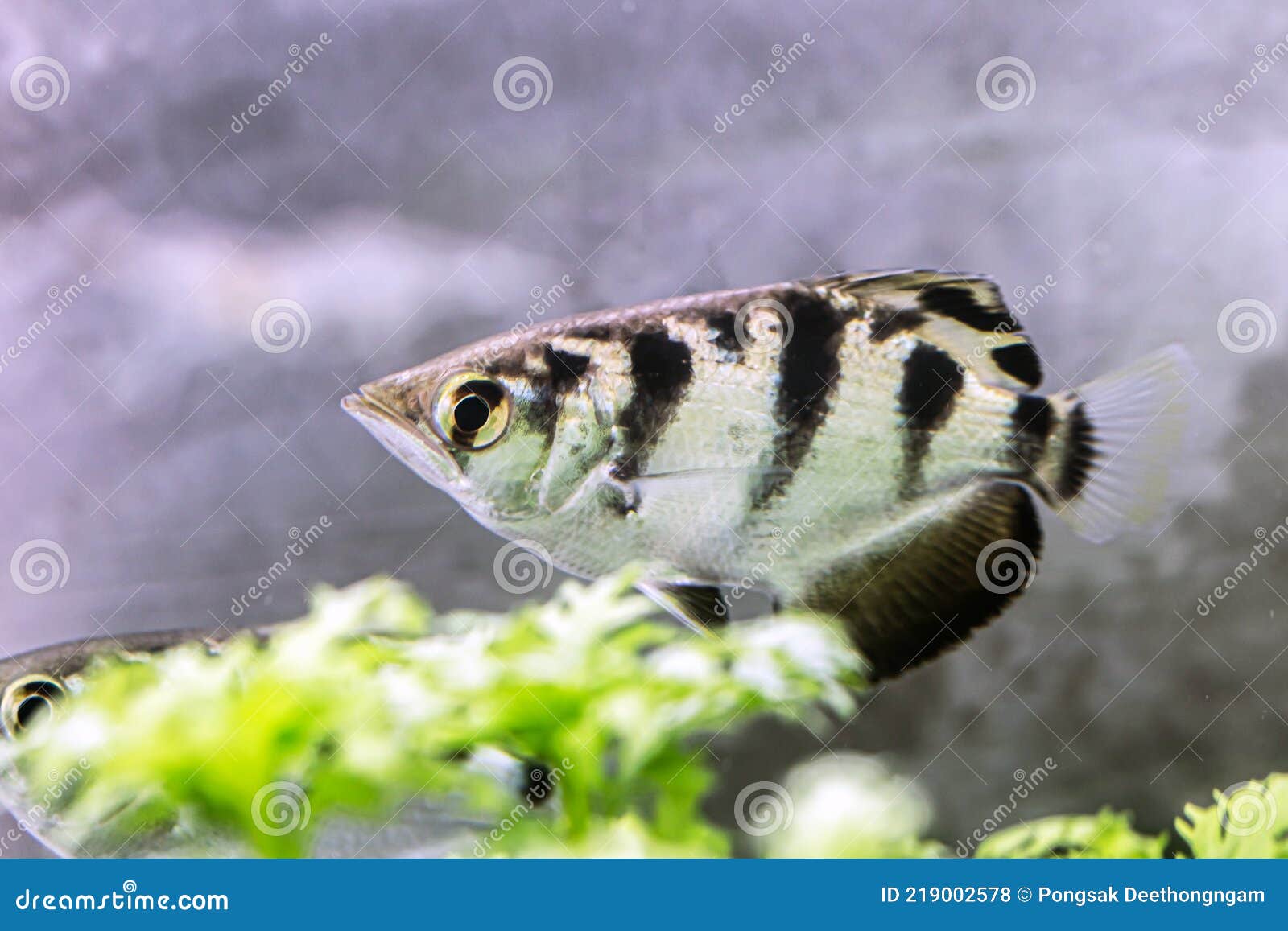 Archer fish stock photo. Image of aquaculture, aquarium - 219002578