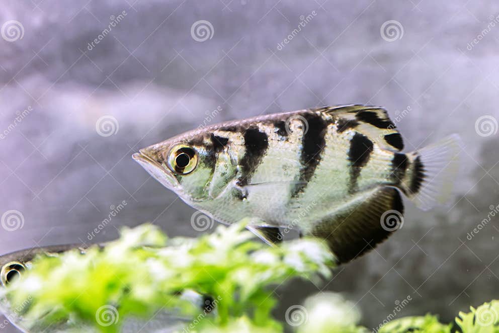 Archer fish stock photo. Image of aquaculture, aquarium - 219002578