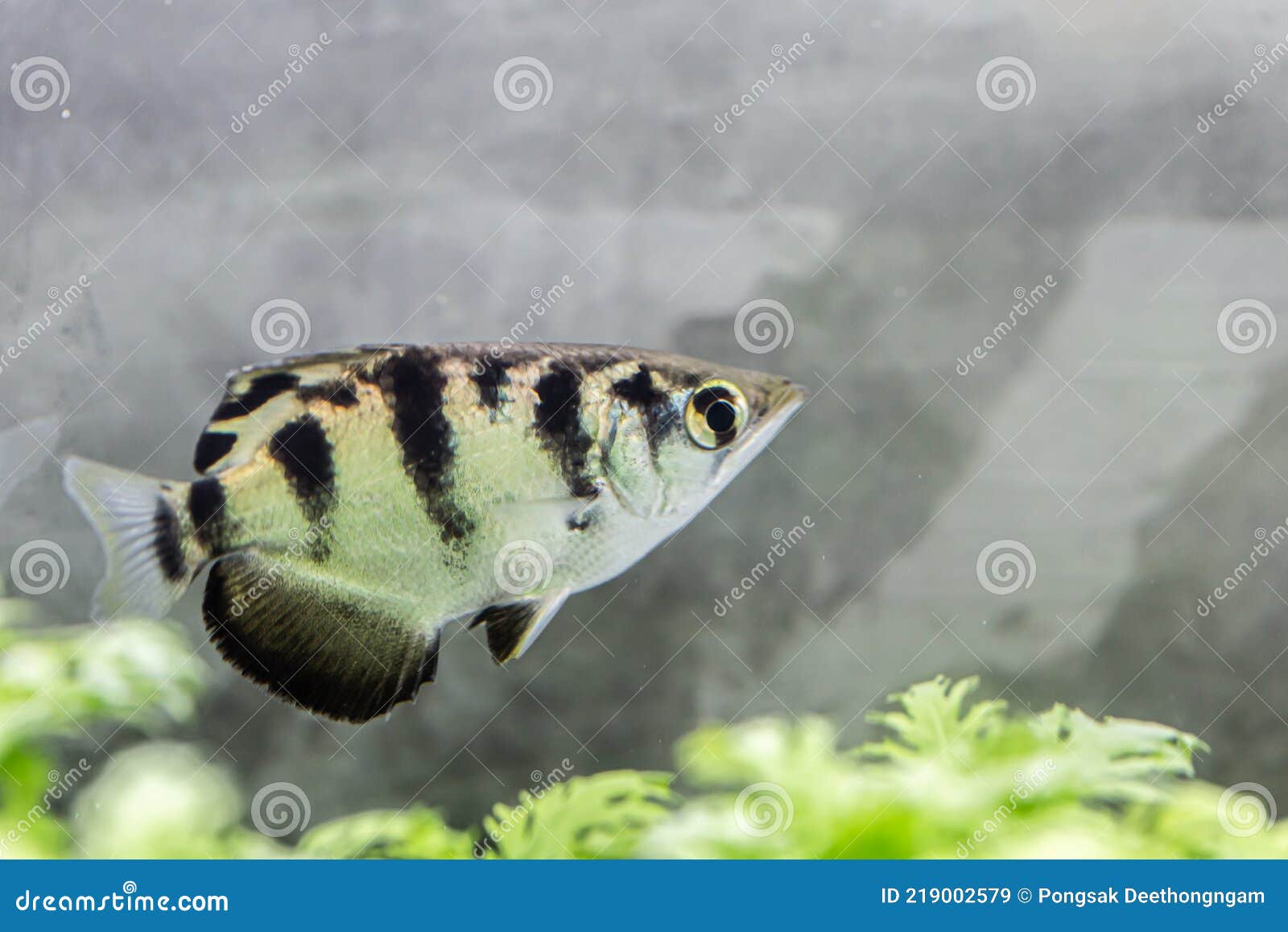Archer fish stock image. Image of brackish, background - 219002579
