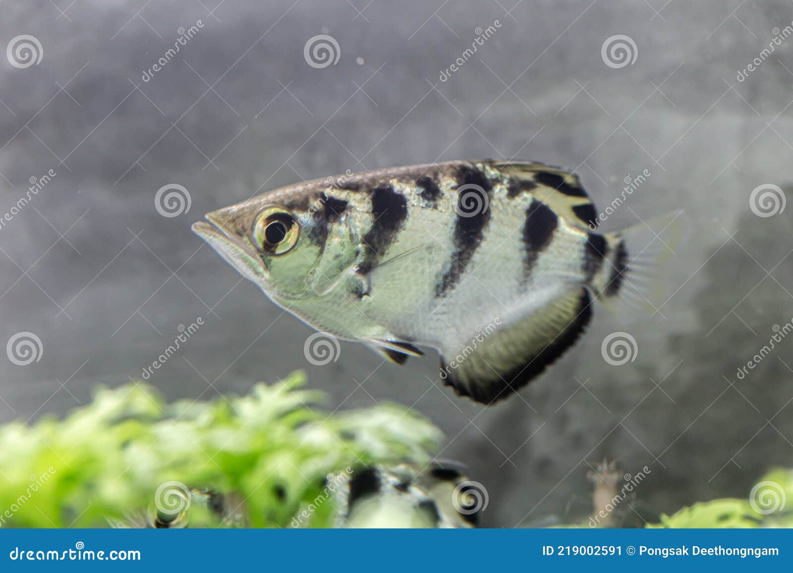 Archer fish stock image. Image of colorful, life, green - 219002591
