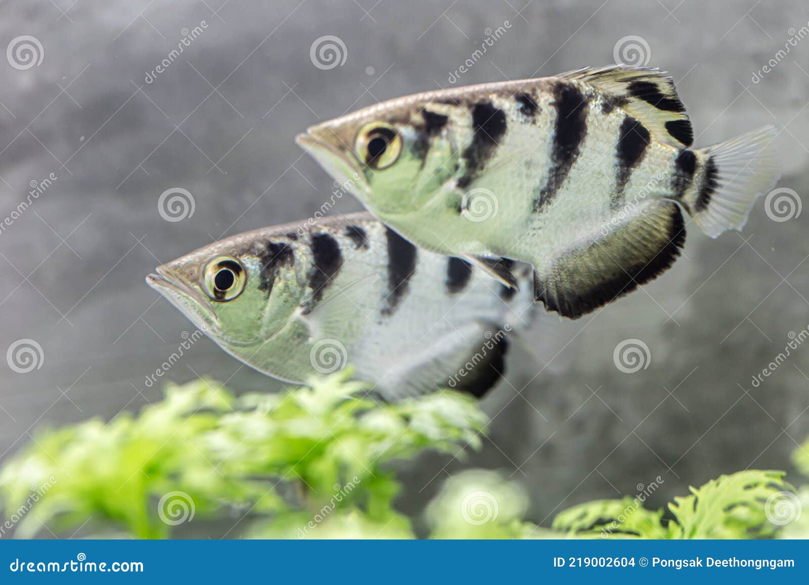 Archer fish stock photo. Image of asian, aquatic, banded - 219002604