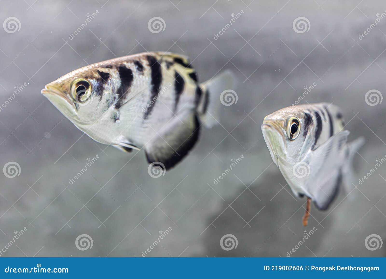 Archer fish stock photo. Image of isolated, actinopterygii - 219002606