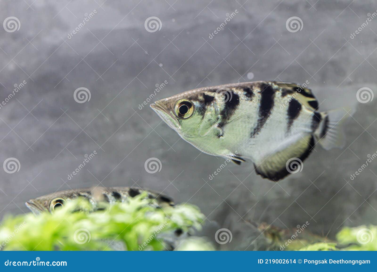 Archer fish stock photo. Image of marine, isolated, brackish - 219002614