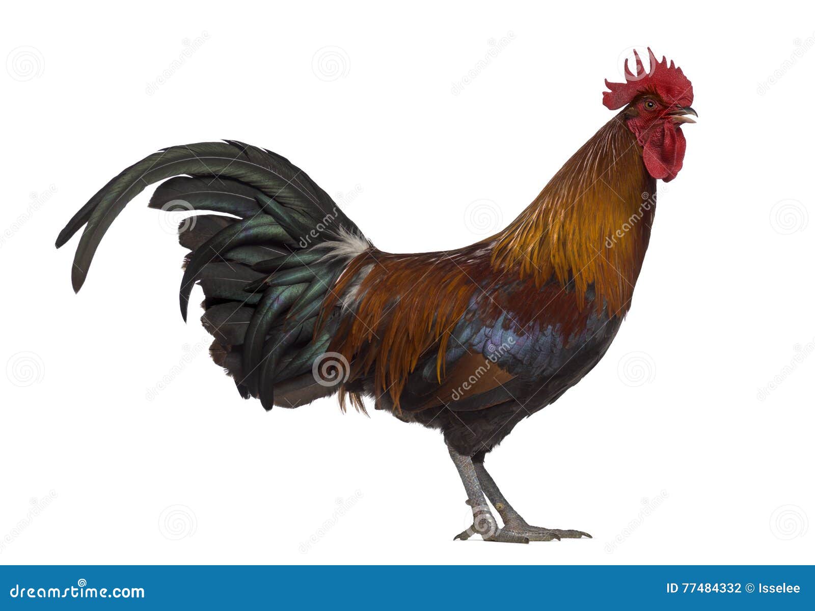 Side View of Ardennaise Rooster Stock Photo - Image of rooster ...