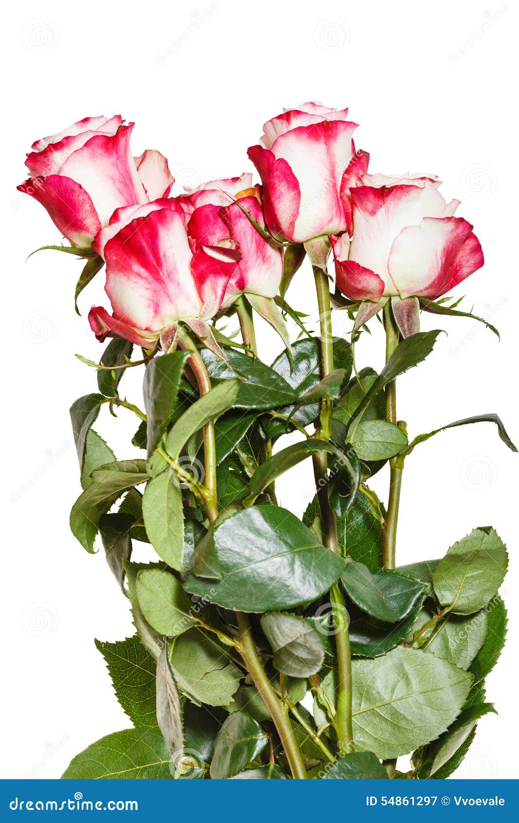 Side View Armful of Pink Roses Isolated on White Stock Image - Image of ...
