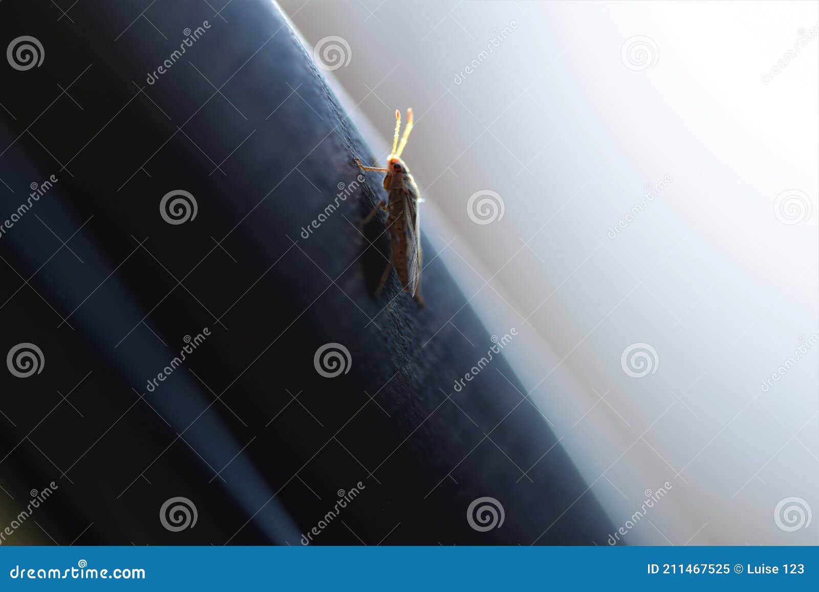 Side View of a Arocatus Longiceps -long Bug- on a Dark Surface Against ...
