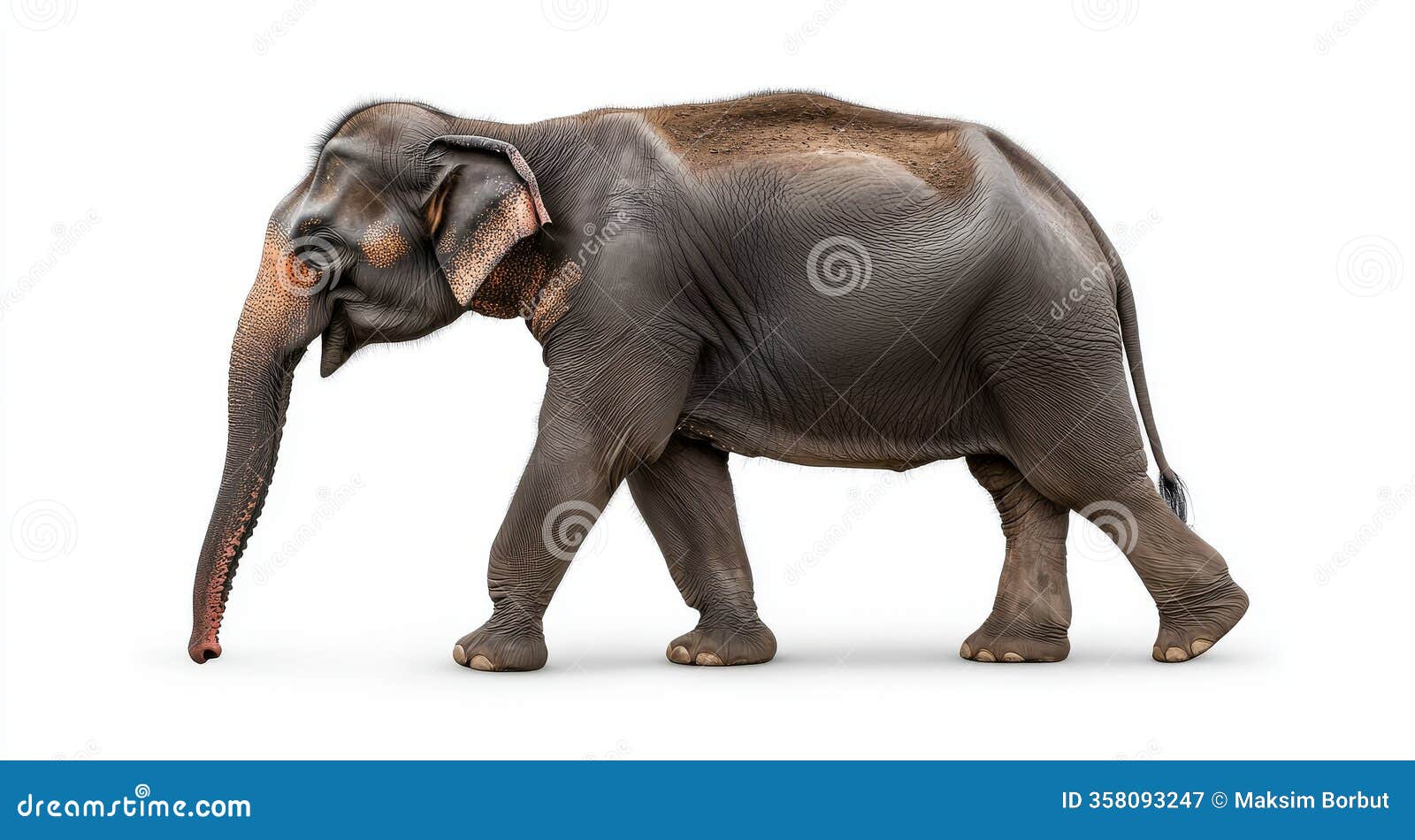 Side View of an Asian Elephant Walking, Isolated on a White Background ...