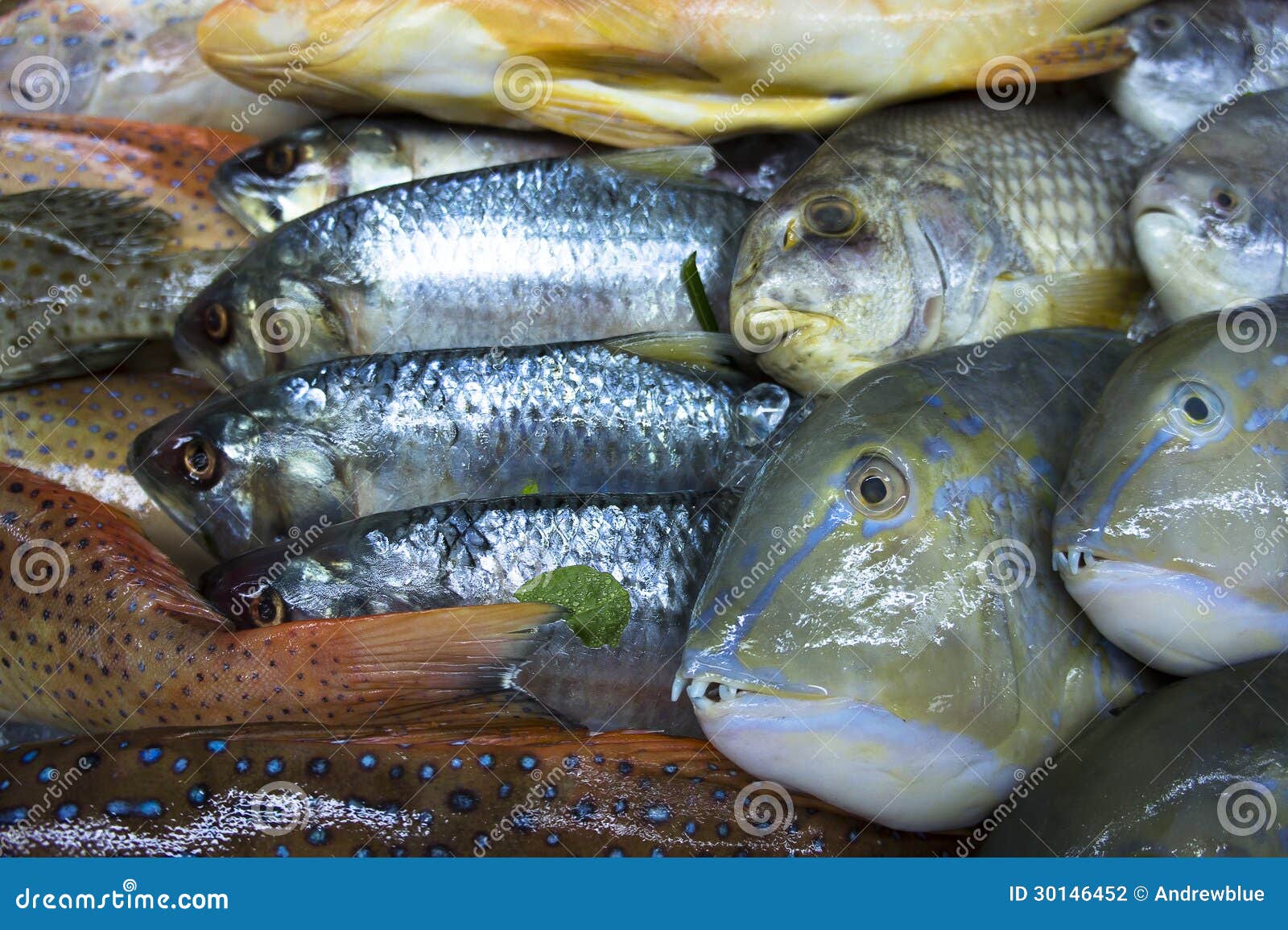 Assortment of fishes stock photo. Image of dead, assort - 30146452