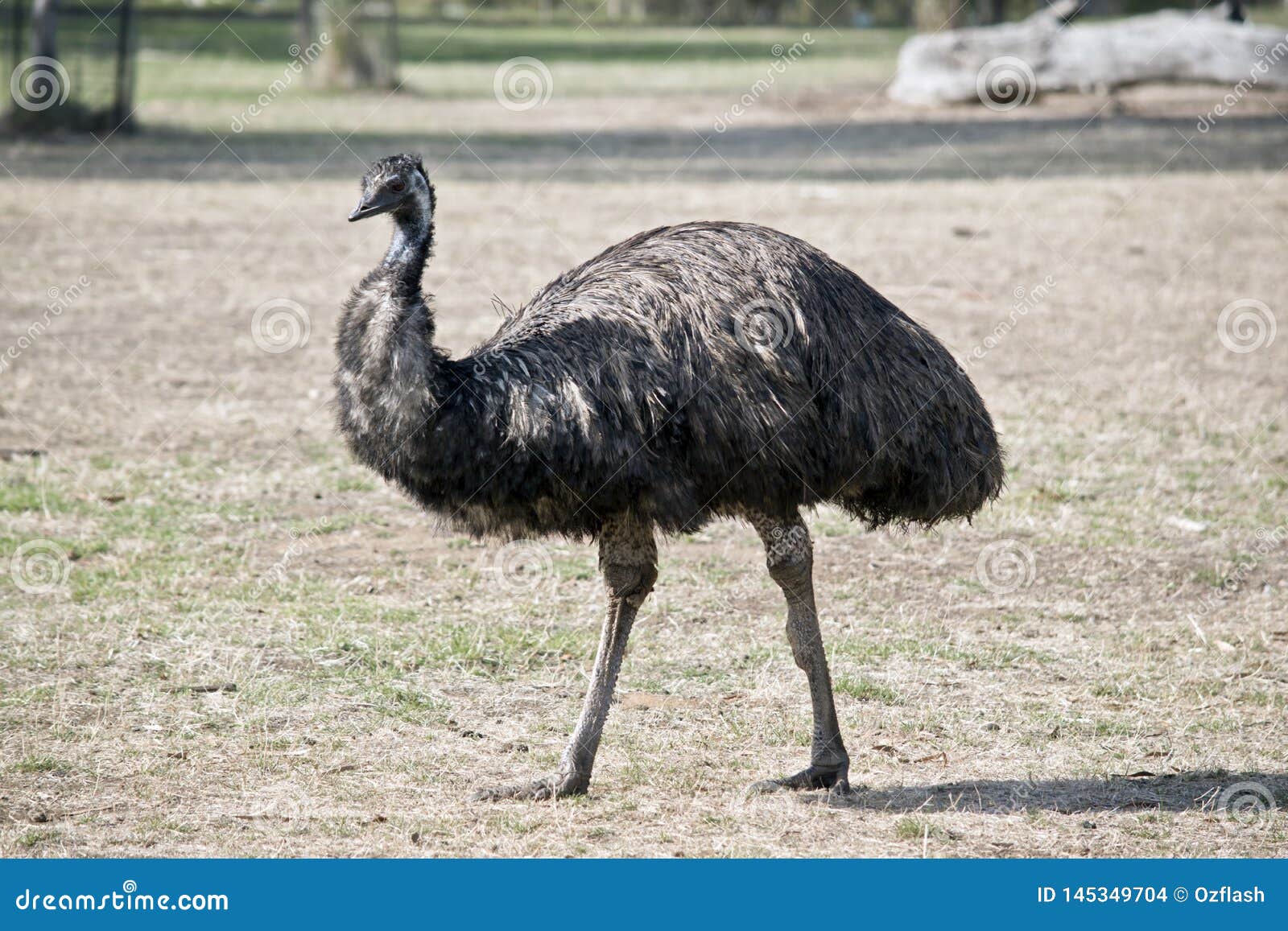An Australia emu stock photo. Image of feather, eyes - 145349704