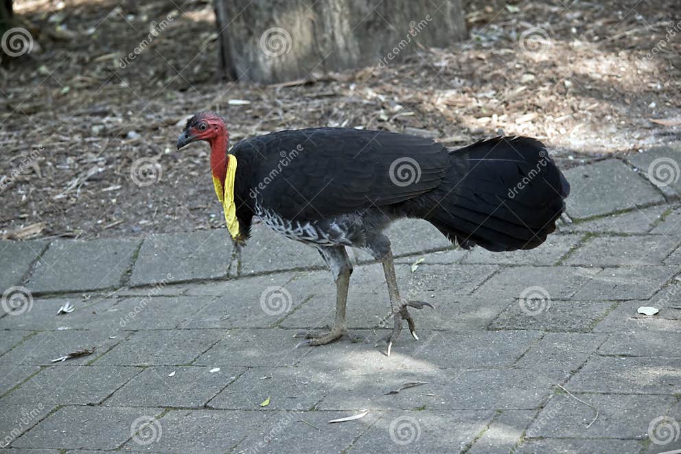 Australian bush turkey stock photo. Image of australia - 123277008