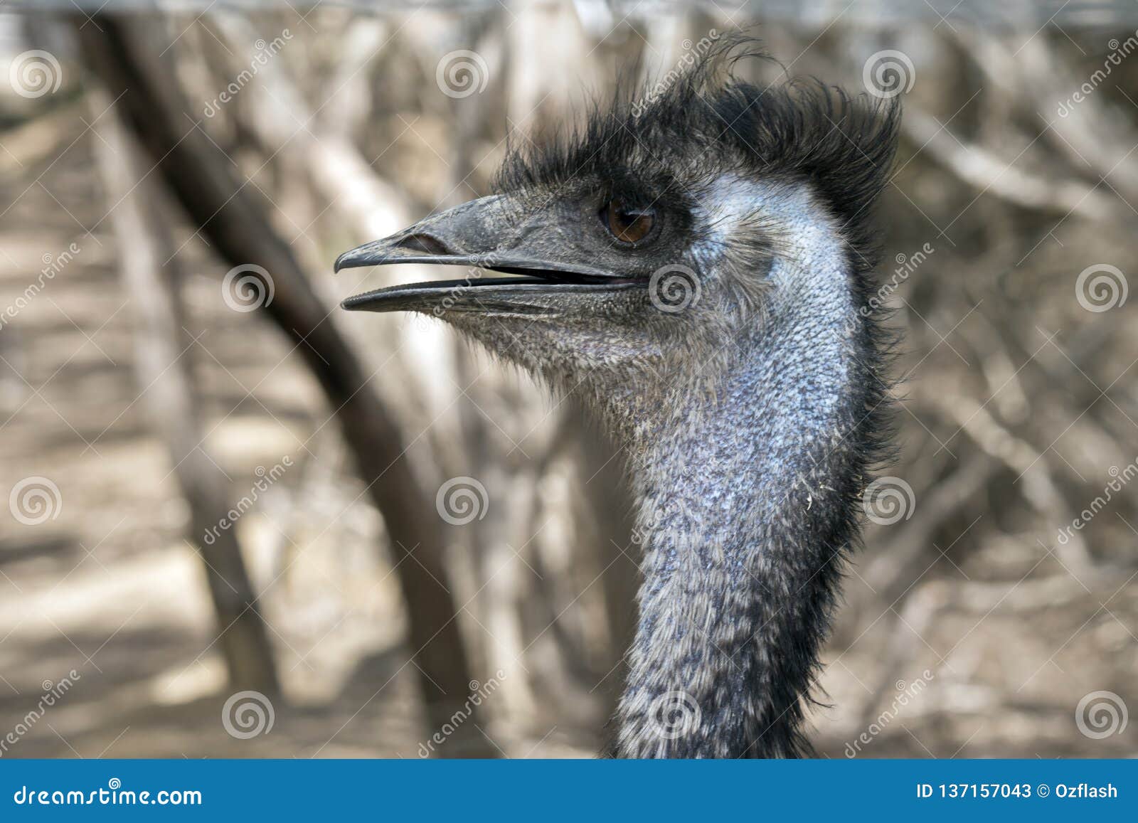 An Australian emu stock image. Image of legs, eyes, bird - 137157043
