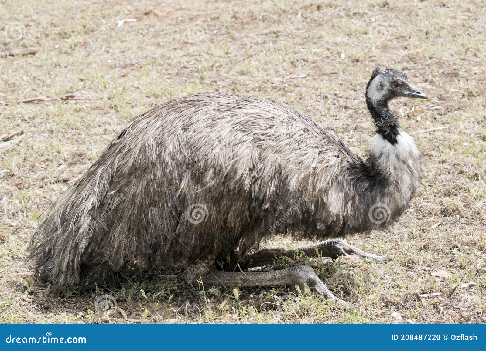 This is a Side View of an Australian Emu Stock Photo - Image of neck ...