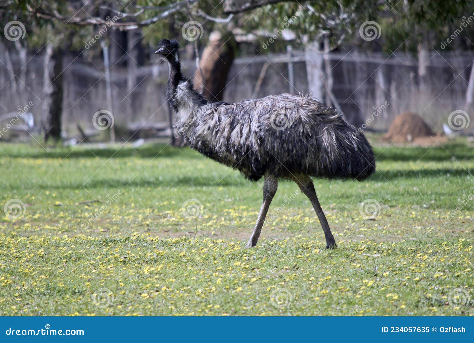 This is a Side View of an Australian Emu Stock Image - Image of neck ...