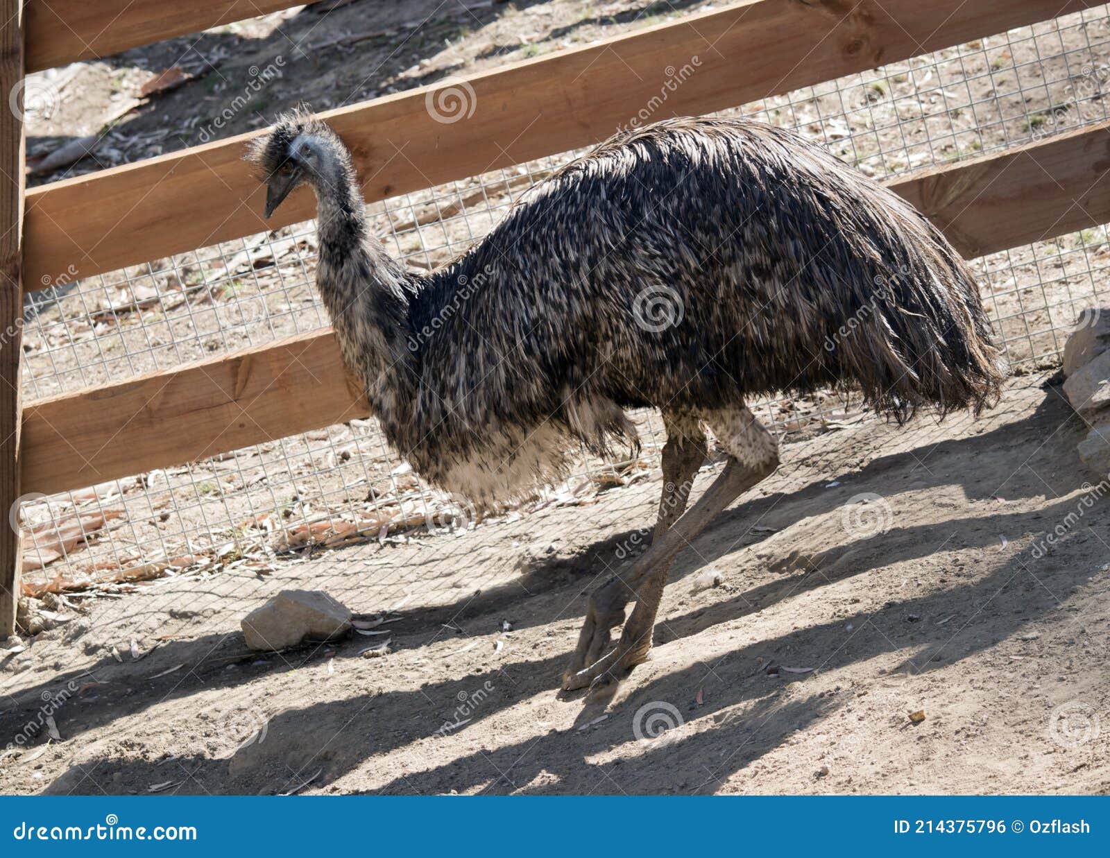 This is a Side View of an Australian Emu Stock Photo - Image of eyes ...