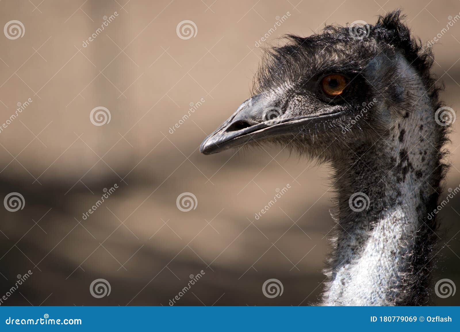 This is a Side View of an Australian Emu Stock Image - Image of bill ...
