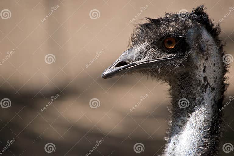 This is a Side View of an Australian Emu Stock Image - Image of bill ...