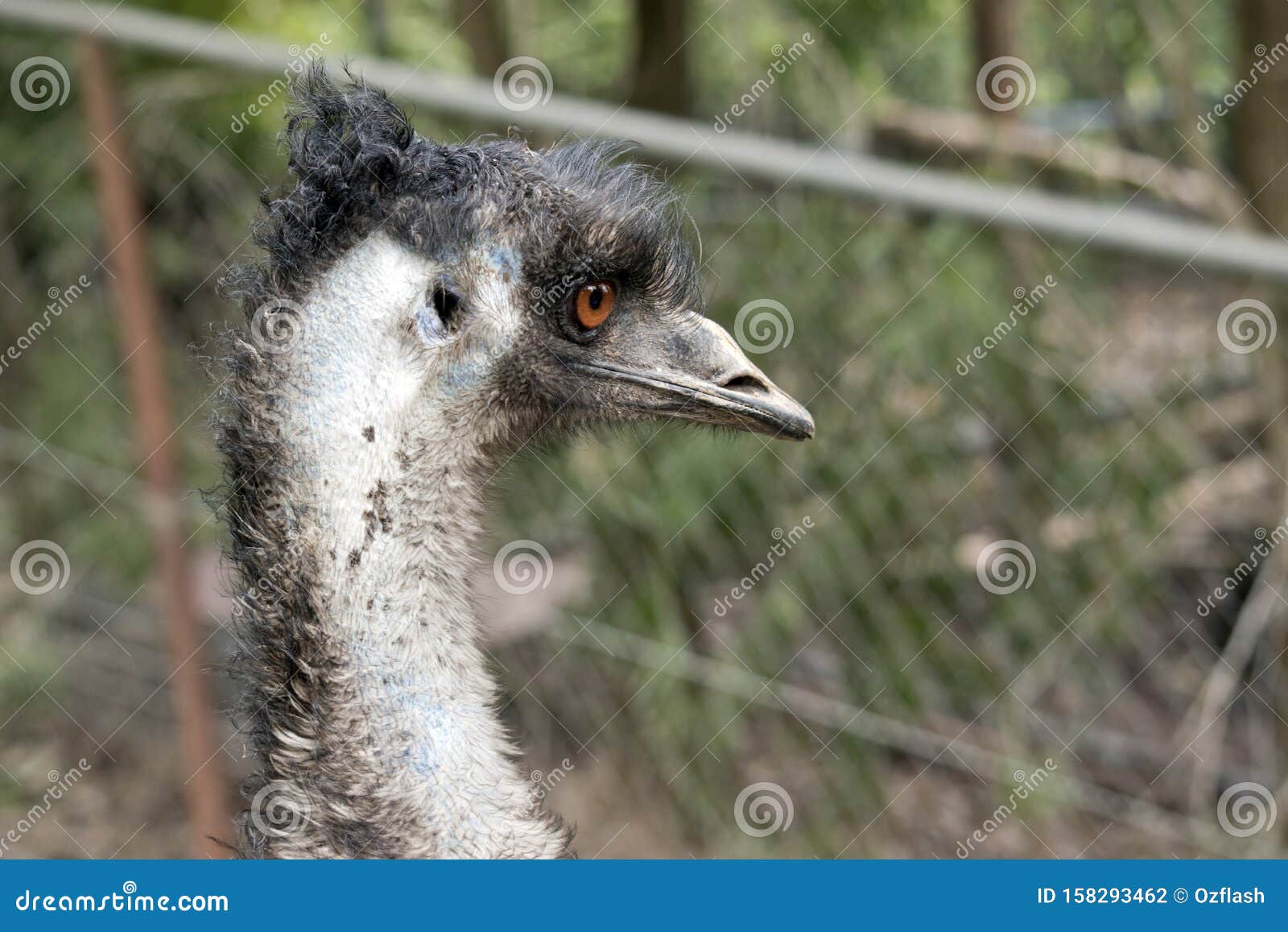 This is a Side View of an Australian Emu Stock Photo - Image of neck ...