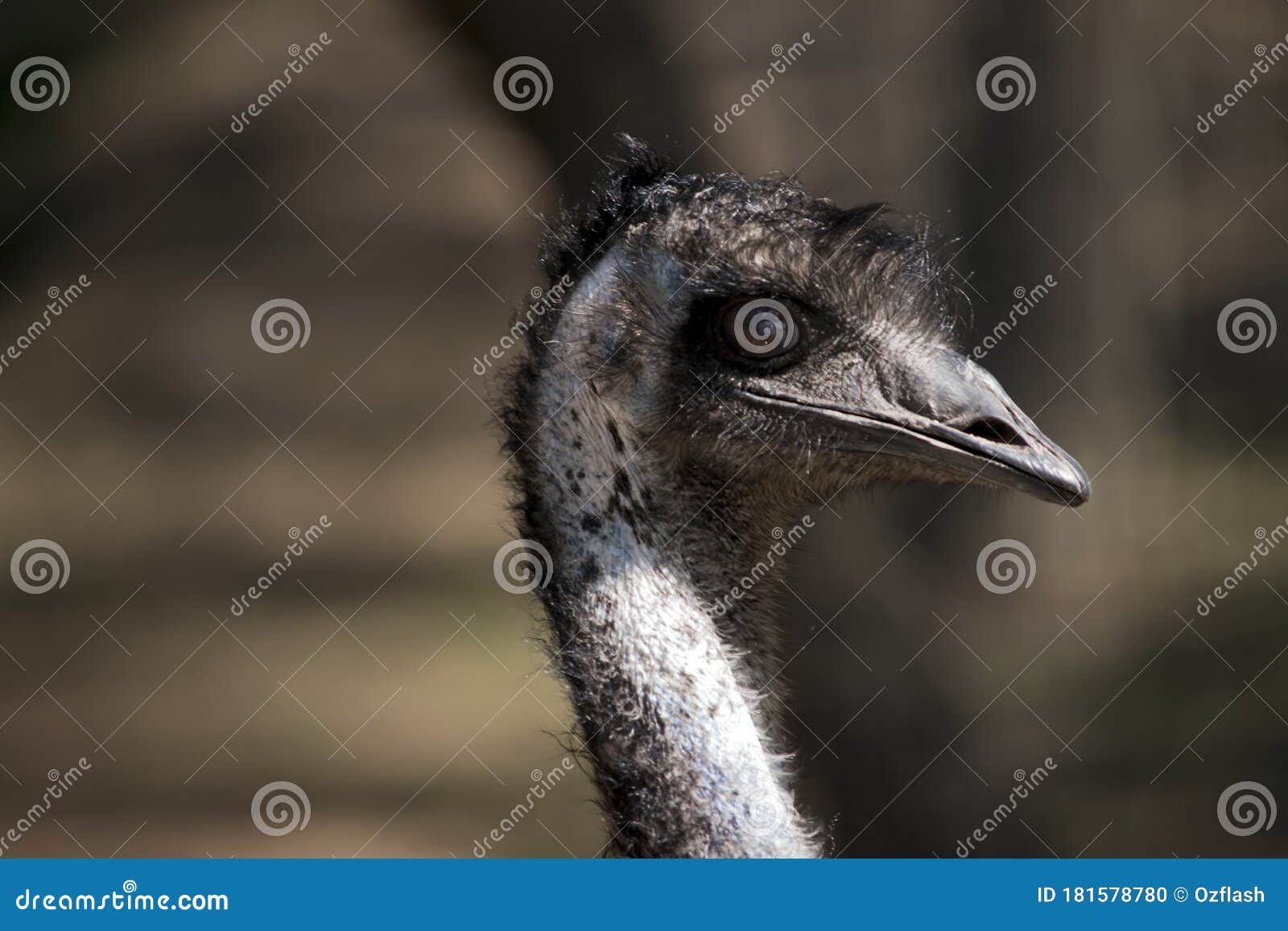 This is a Side View of an Australian Emu Stock Photo - Image of ...