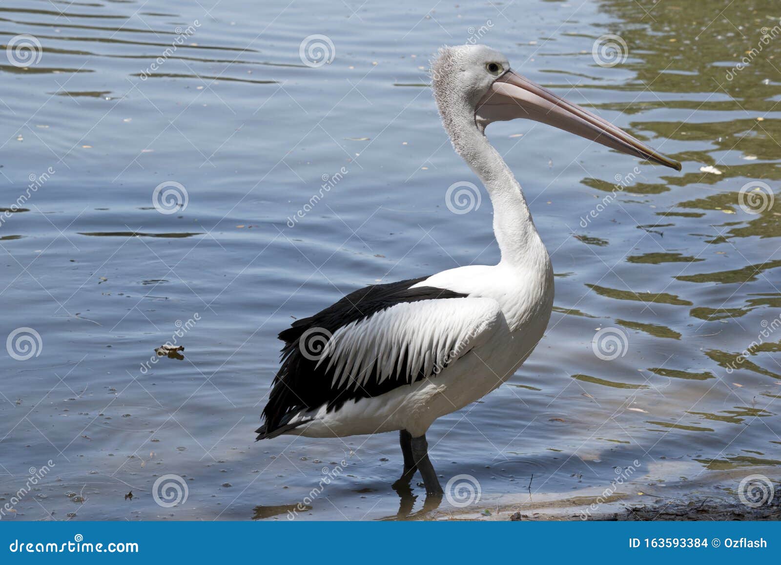 This is a Side View of an Australian Pelican Stock Photo - Image of ...