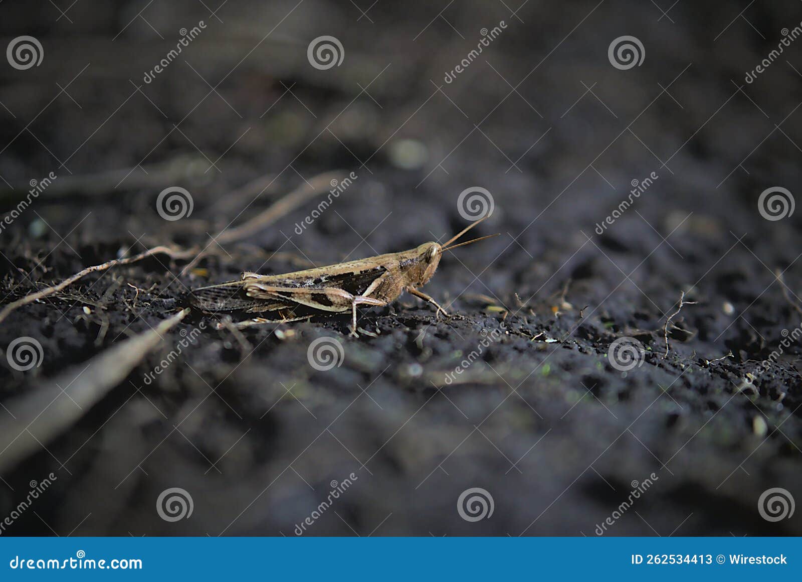 A Plague Locust Continues To Lay Eggs. Royalty-Free Stock Image ... A Plague Locust Continues To Lay Eggs. Royalty-Free Stock Image ...