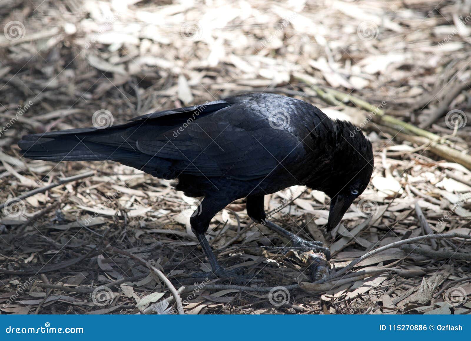 An Australian Raven stock photo. Image of beak, eyes - 115270886