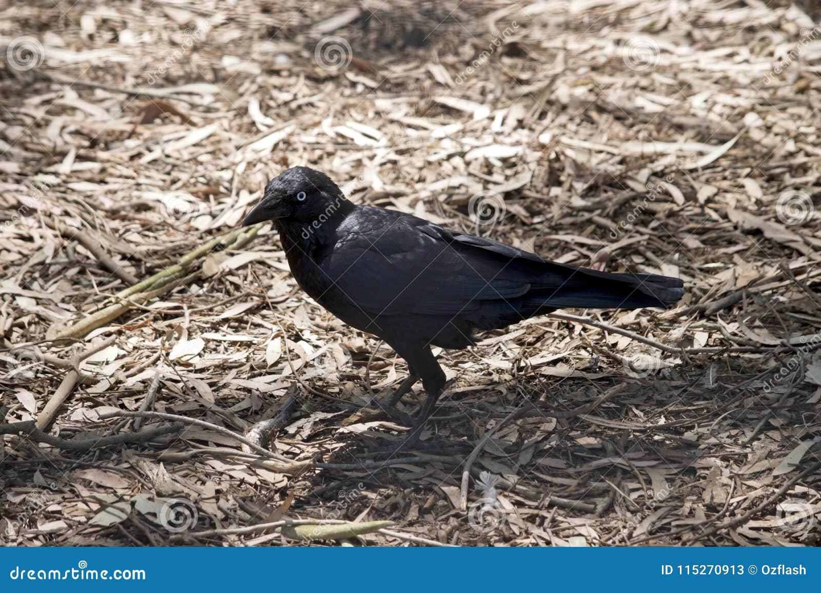 An Australian Raven stock image. Image of beak, shiny - 115270913