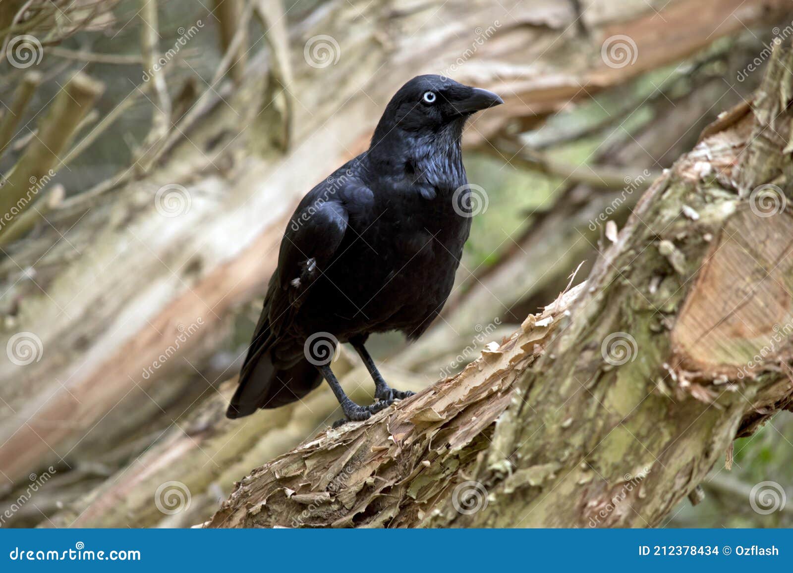 This is a Side View of an Australian Raven Stock Photo - Image of bird ...
