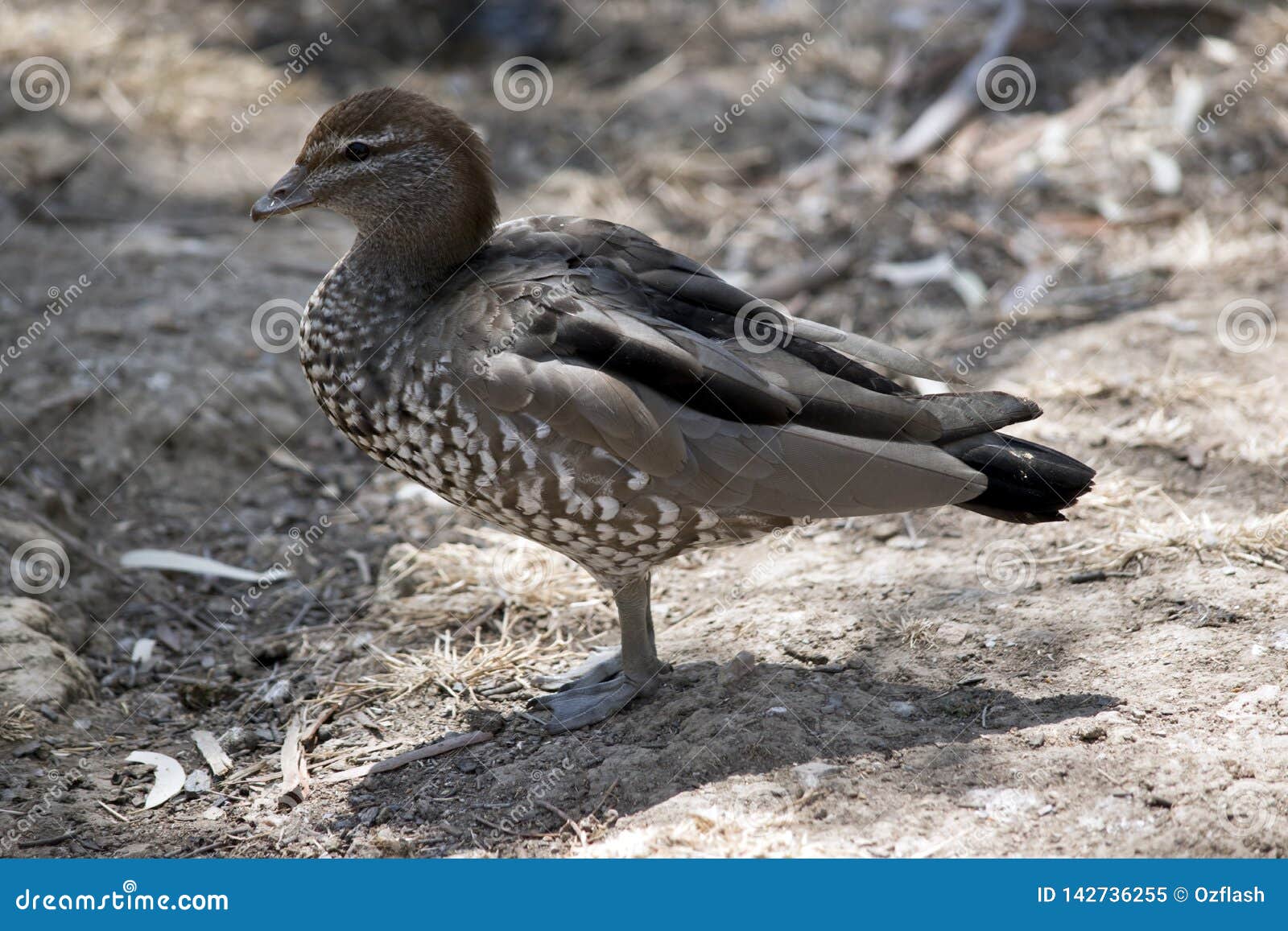 A Female Australian Wood Duck or Australian Maned Duck Stock Image ...