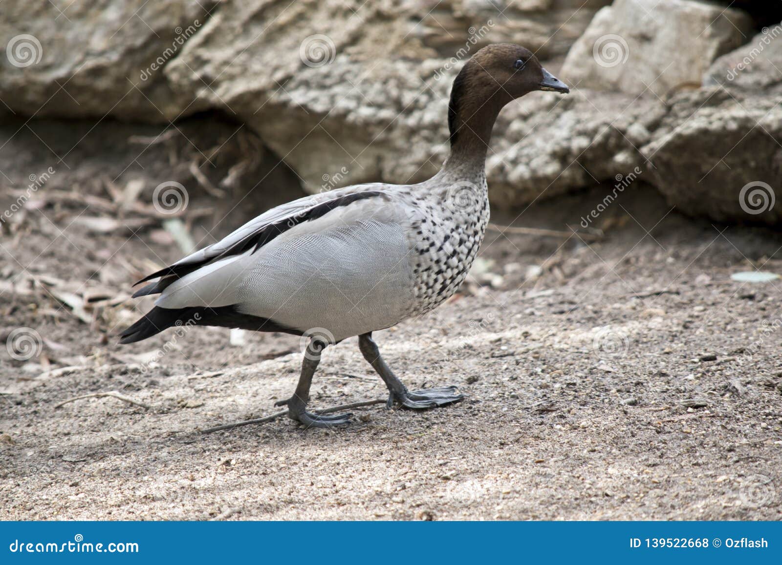 Australian wood maned duck stock photo. Image of feather - 139522668