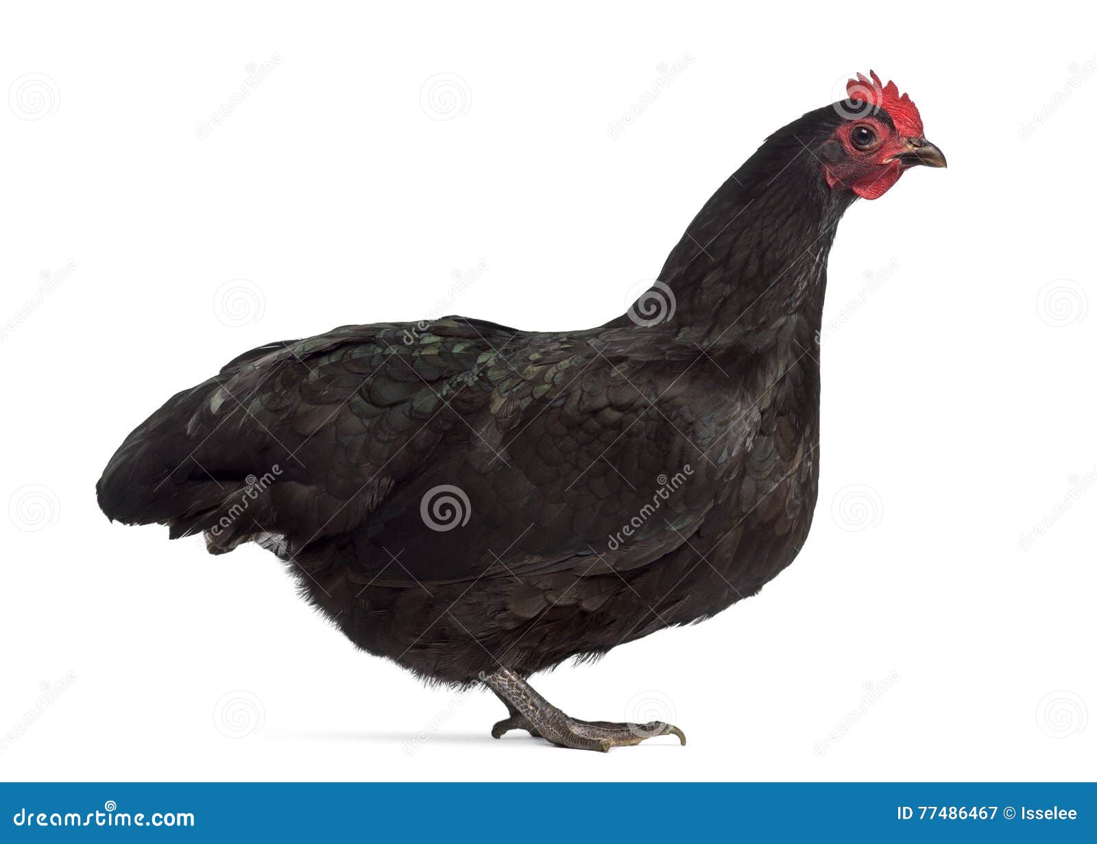 Side View of an Australorp Chicken Stock Image - Image of people ...