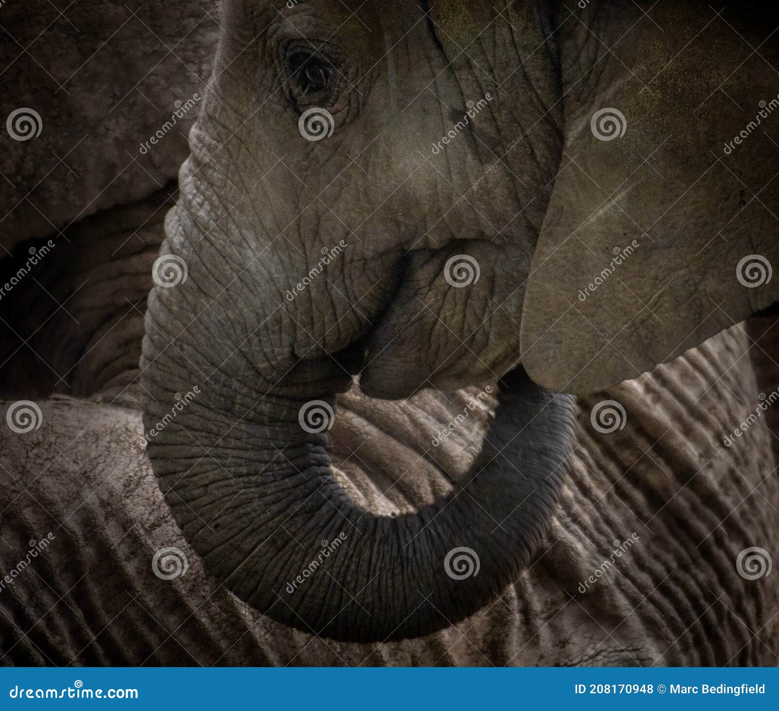 Baby elephant stock photo. Image of baby, african, view - 208170948
