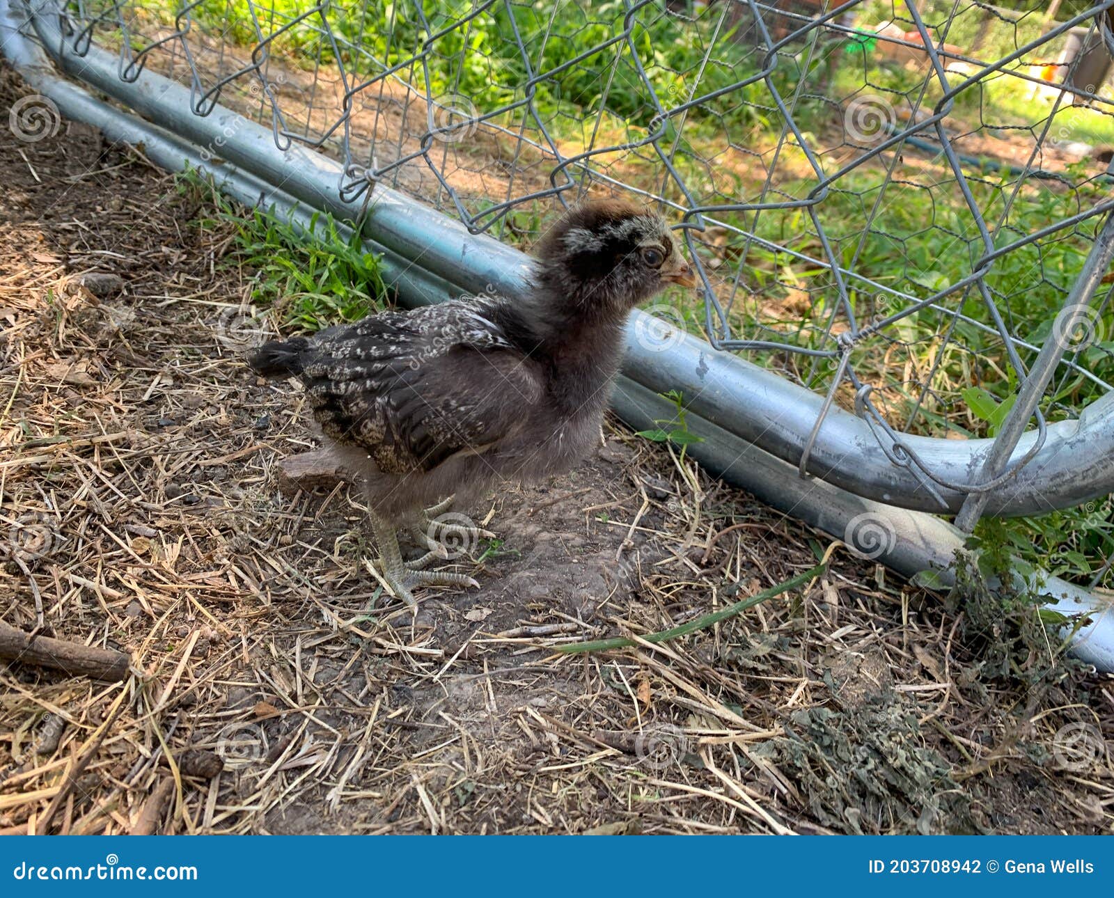 Side View of Baby Easter Egger Chick in the Backyard Stock Photo ...
