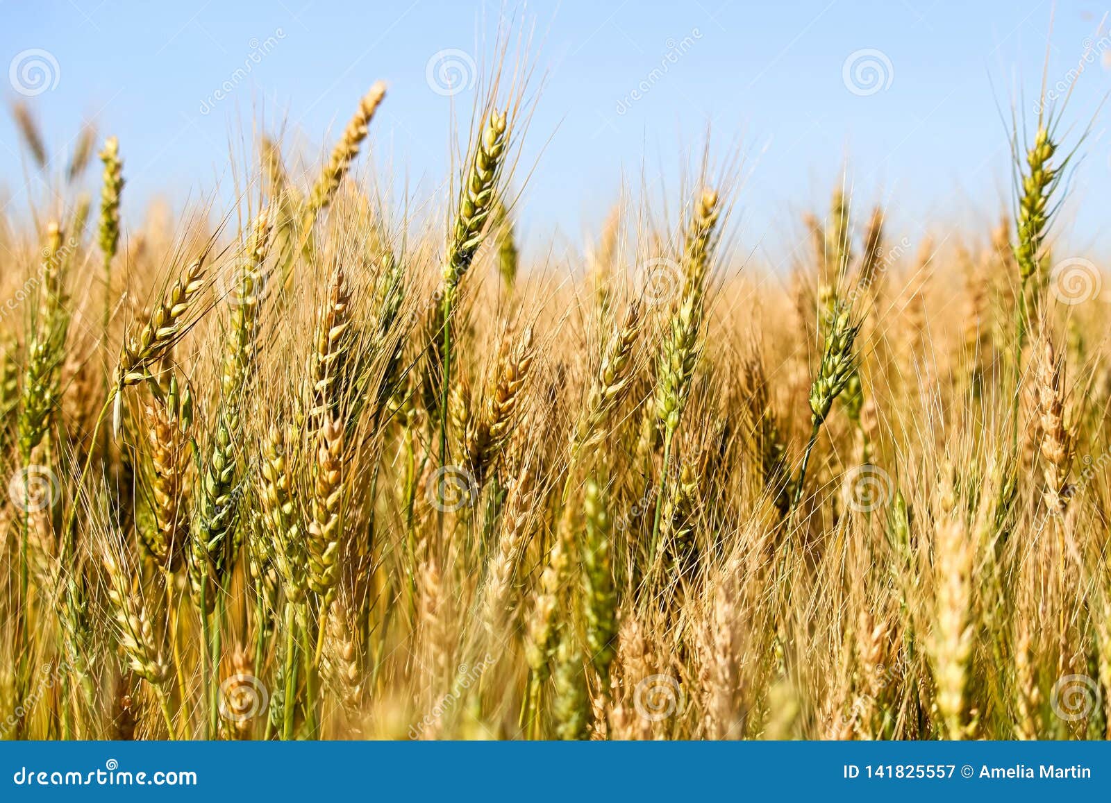 Side View of Barley Heads in Various Stages of Ripening Stock Image ...