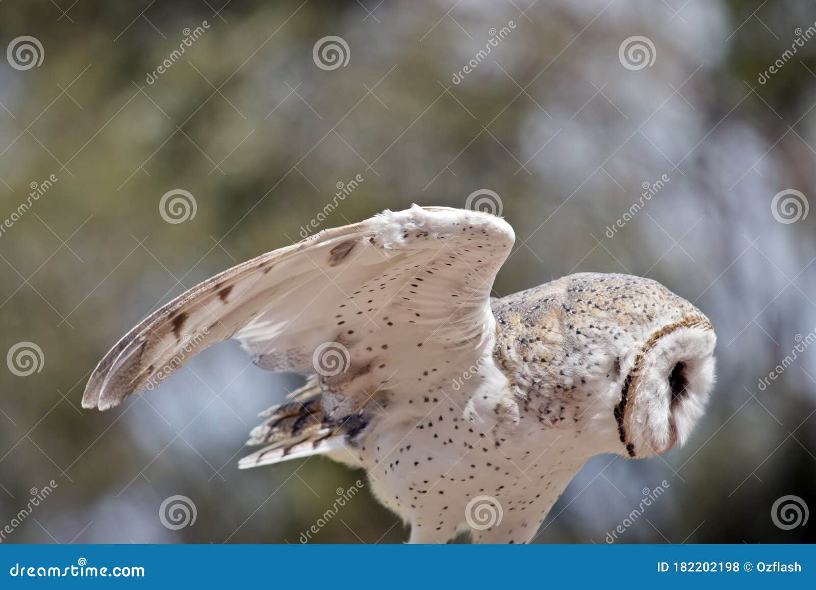 This is a Side View of a Barn Owl Stock Photo - Image of hoot, beak ...