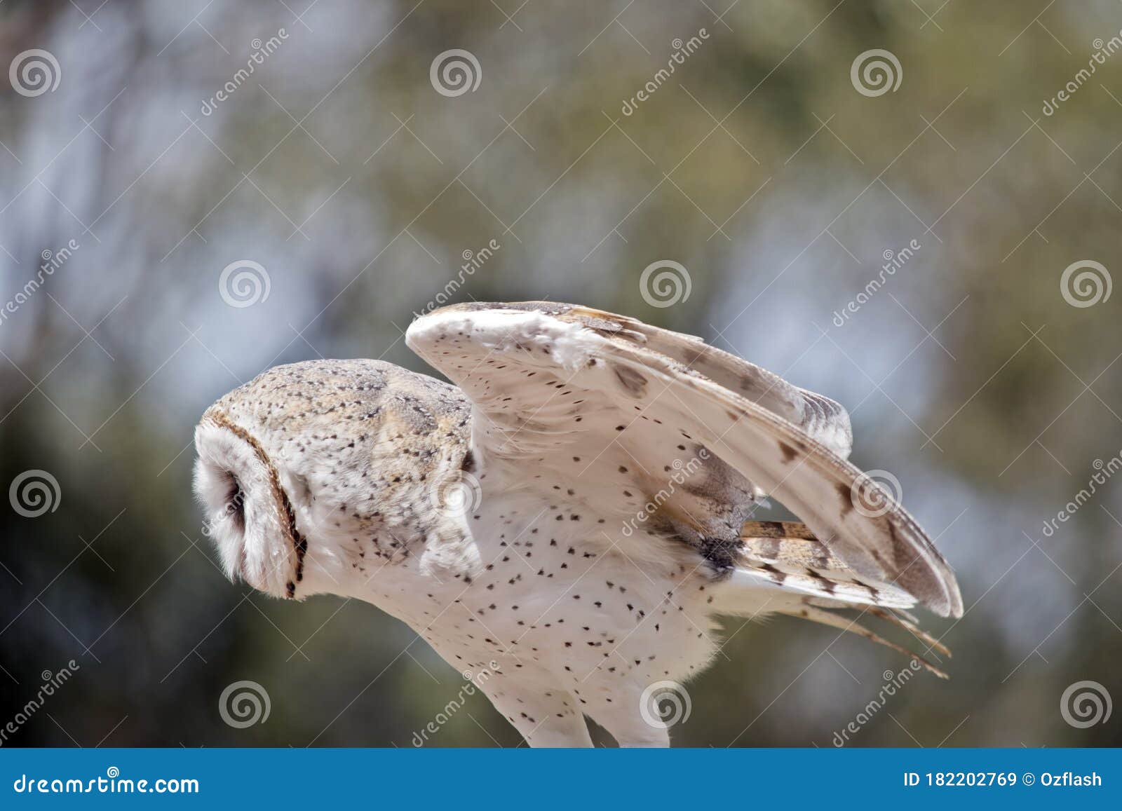 This is a Side View of a Barn Owl Stock Image - Image of staring, beak ...