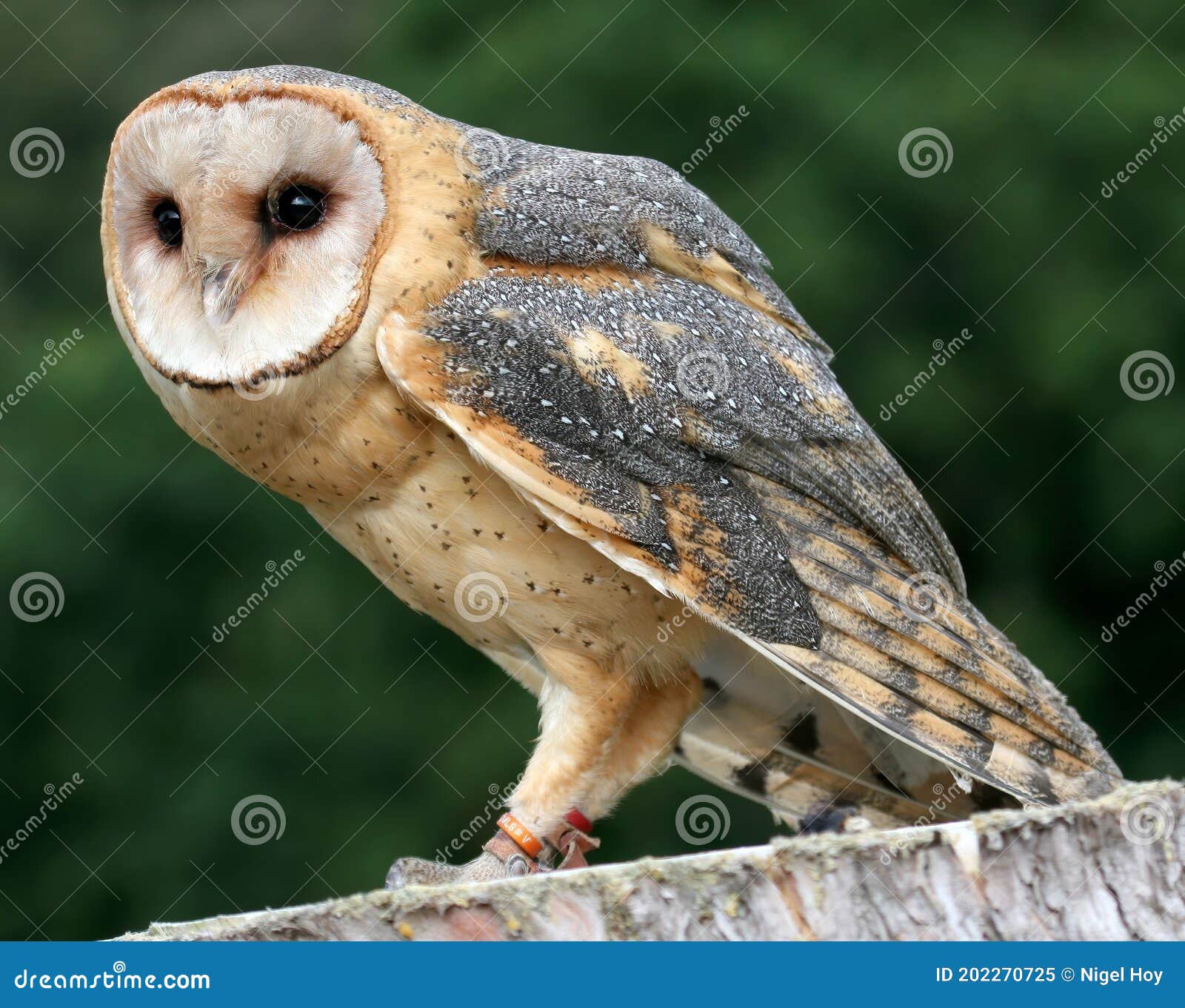 Barn Owl Standing on Tree Stump Stock Image - Image of brown, stump ...
